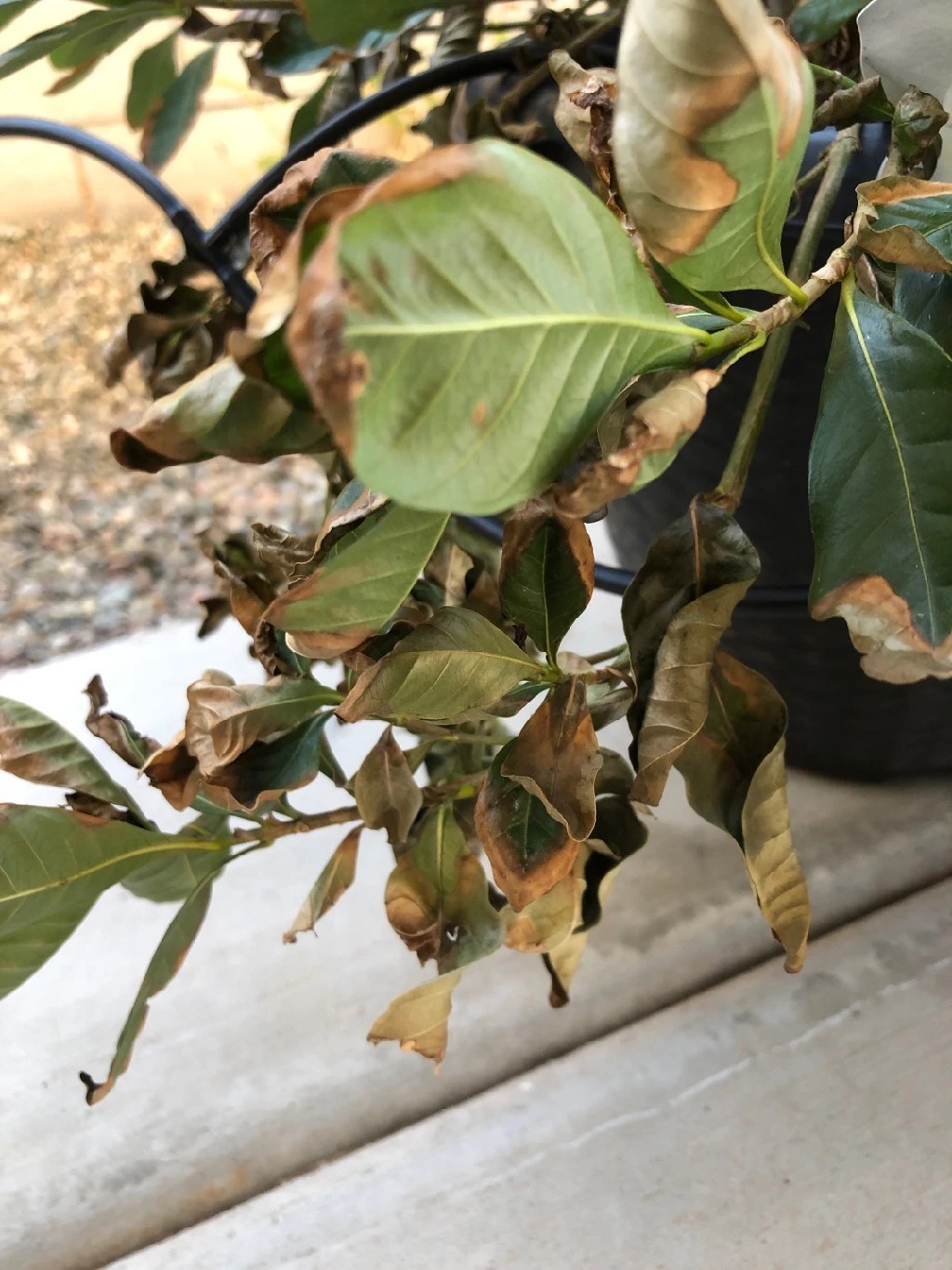 ¿Cómo tratar la enfermedad Quemaduras en las hojas en Gardenia?