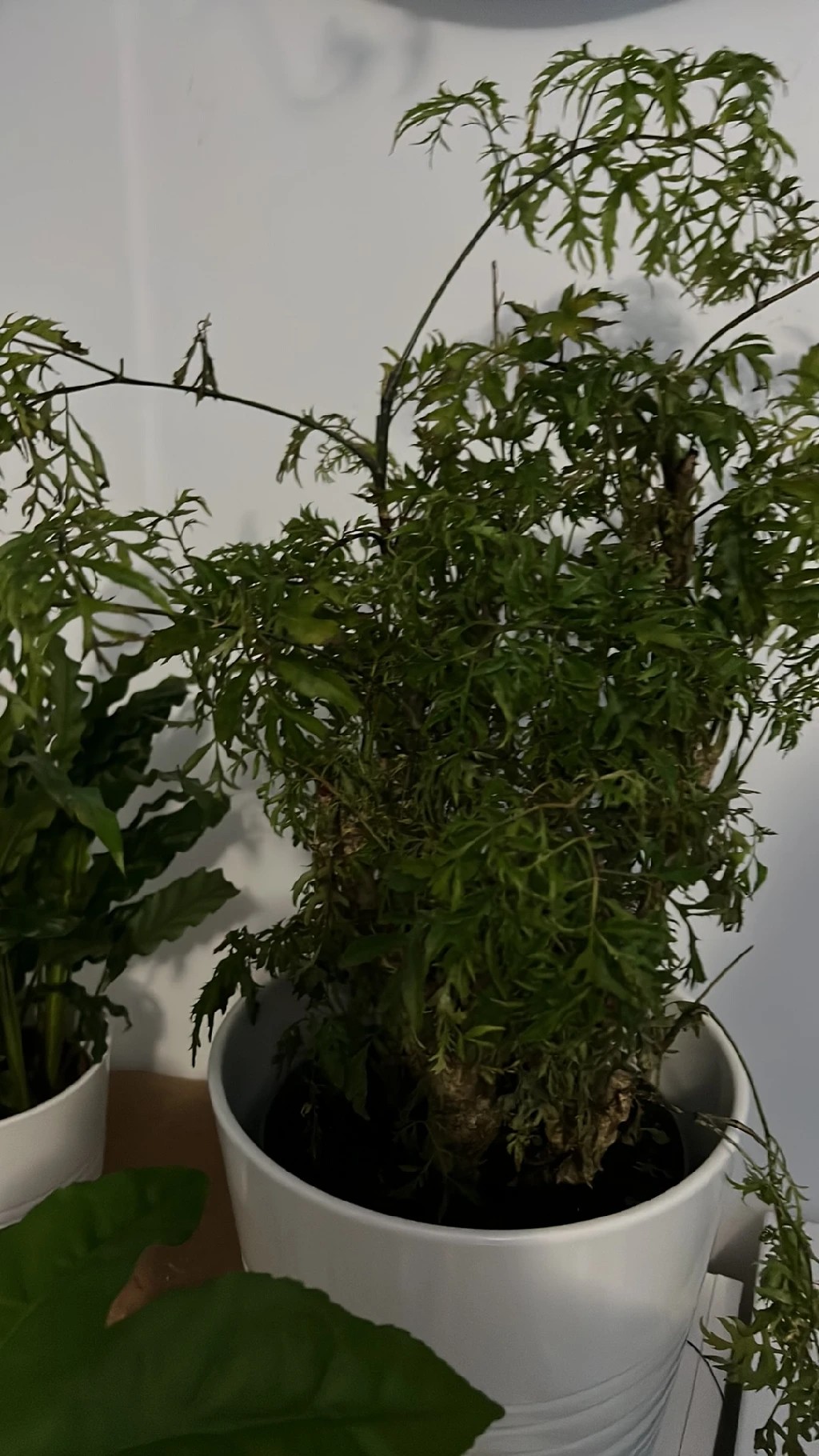 Come trattare la malattia Avvizzimento su Ming Aralia?