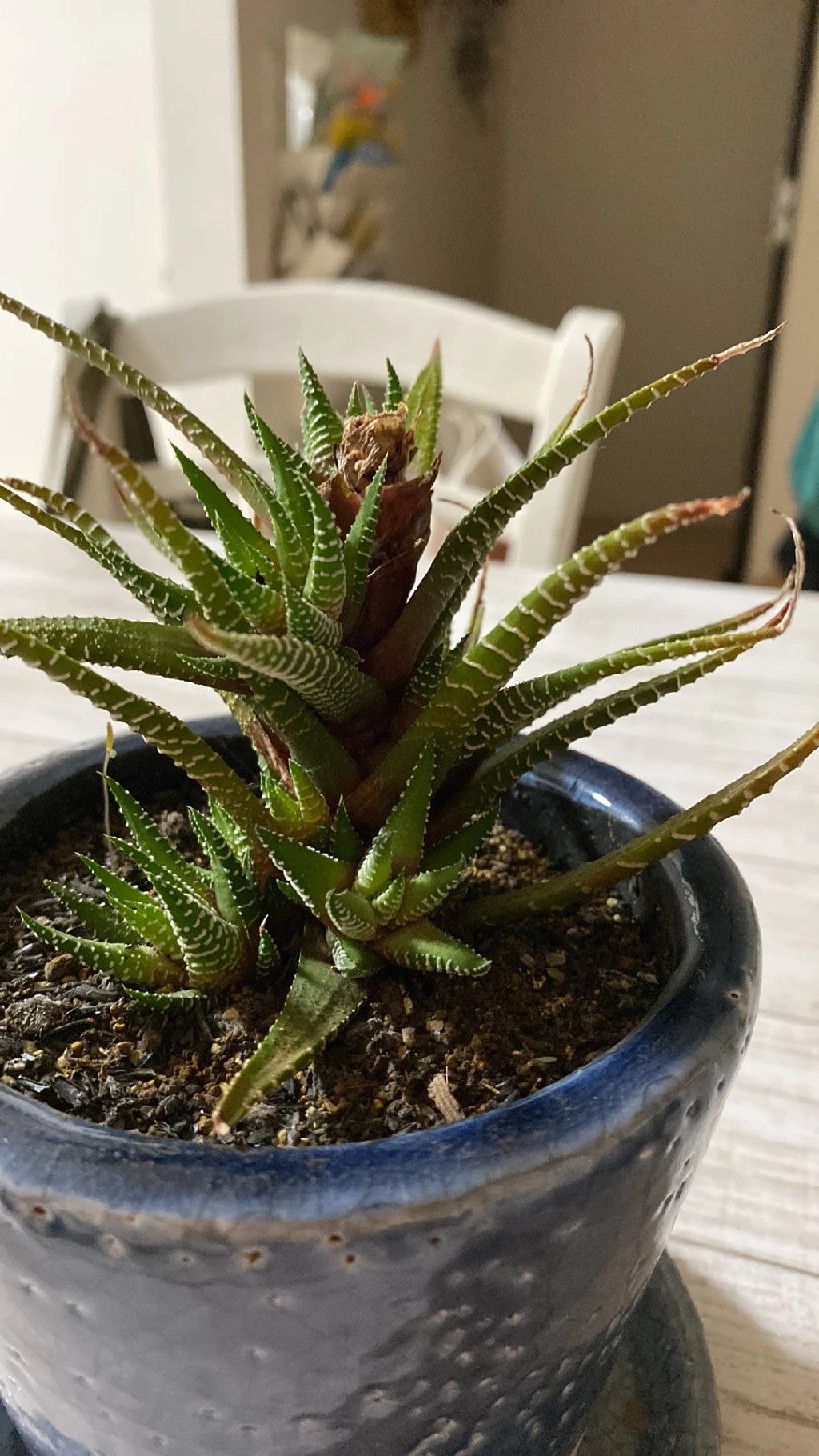 How to Treat Soft Rot Disease on Zebra plant?