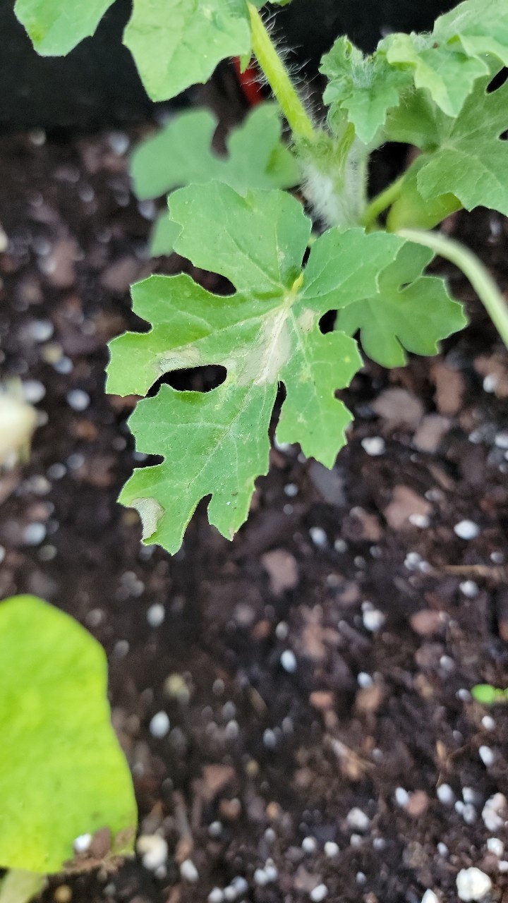 How to Treat Leaf rot Disease on Watermelon?