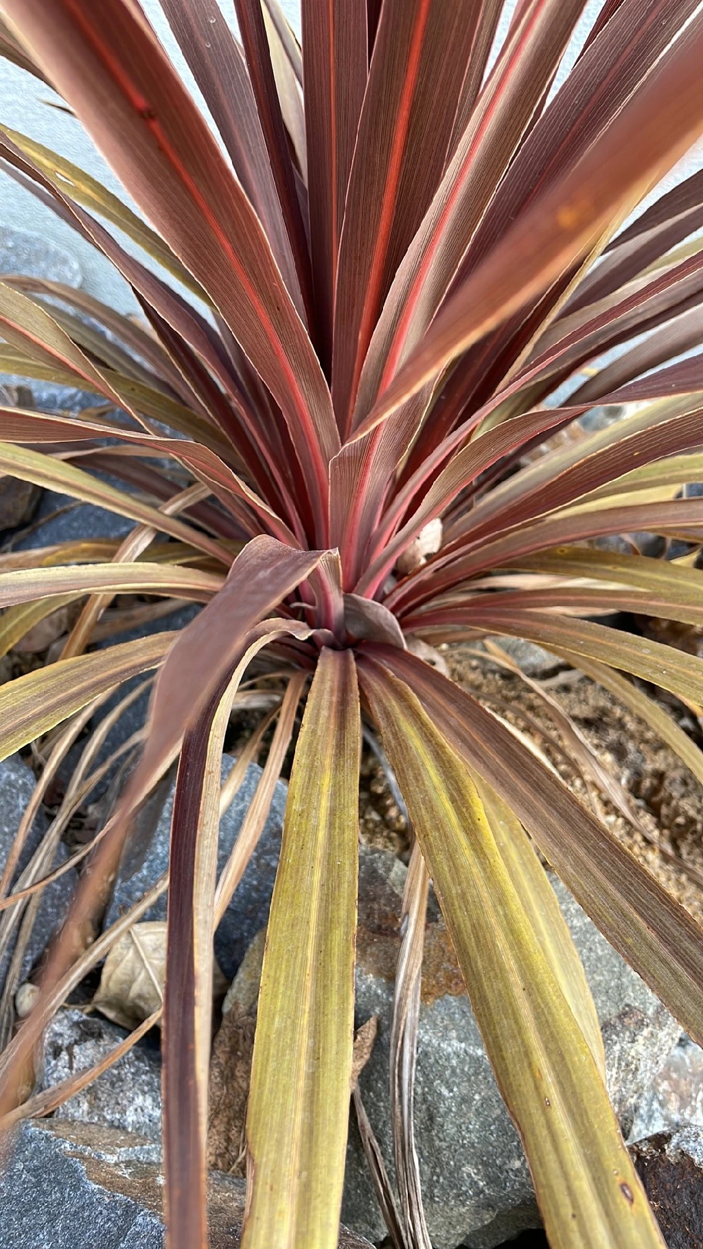 How to Treat Brown blotch yellow edge Disease on Cabbage tree?