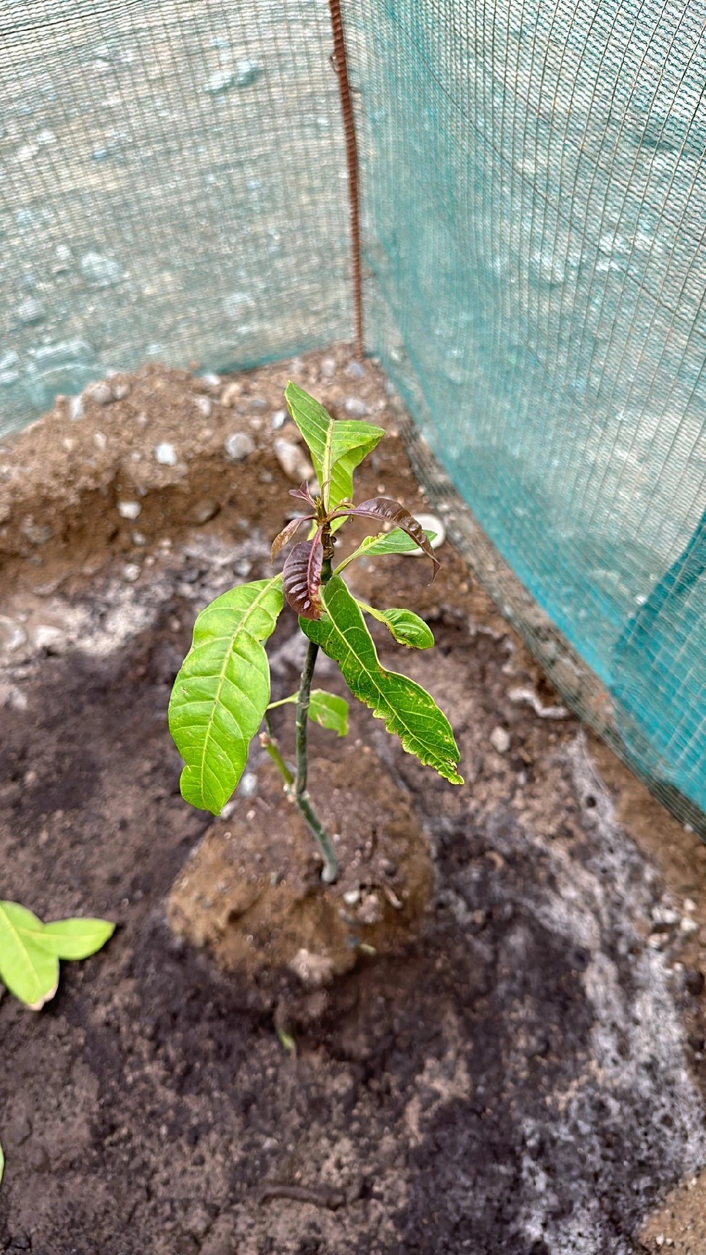 How to Treat Caterpillars Disease on Mango tree?