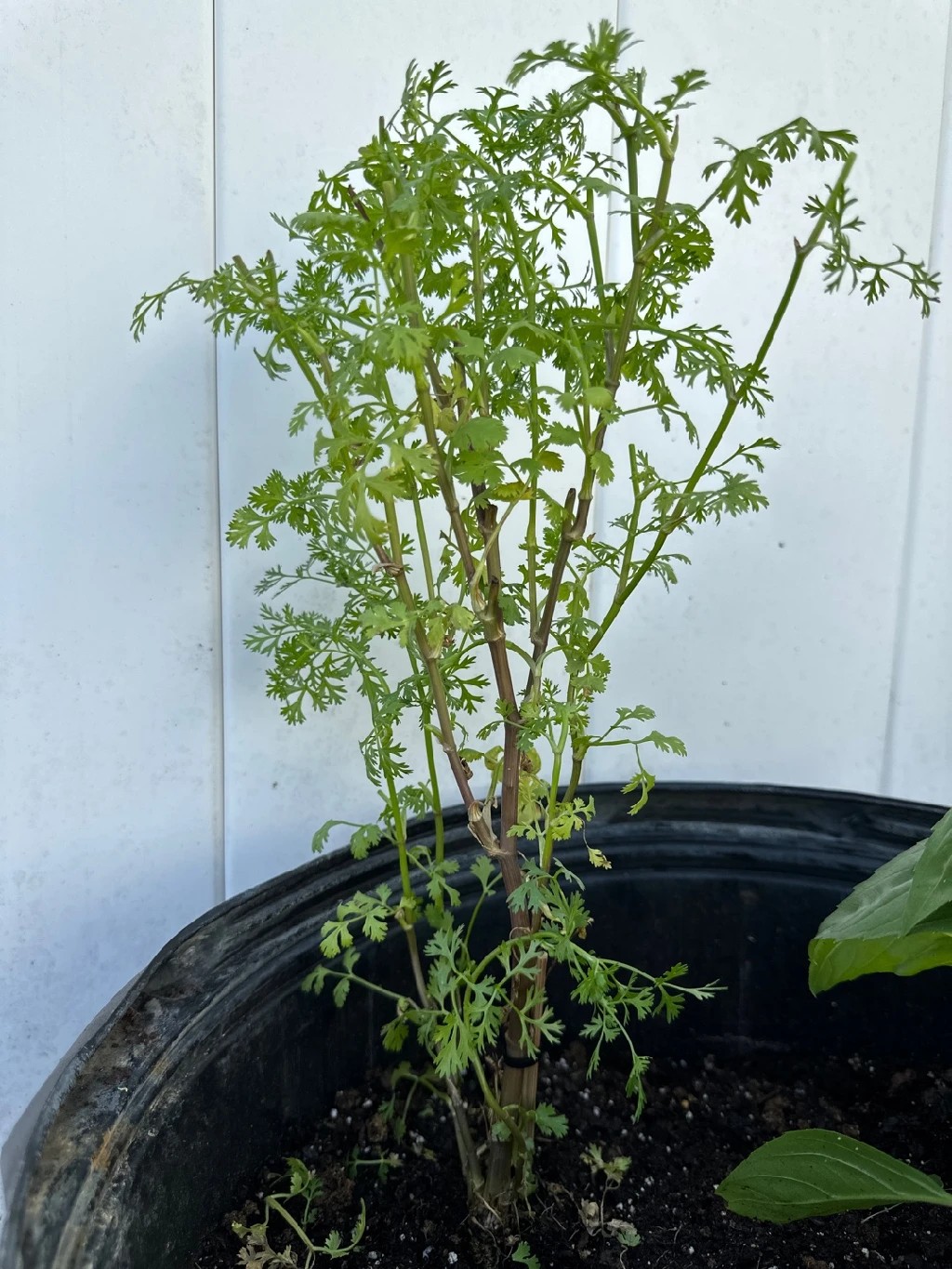 How to Treat Brown blotch Disease on Coriander?
