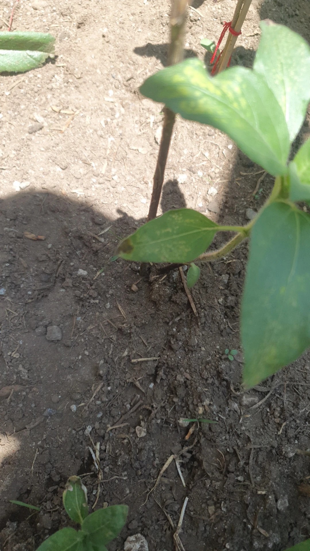 How to Treat Leaf spot Disease on Common sunflower?
