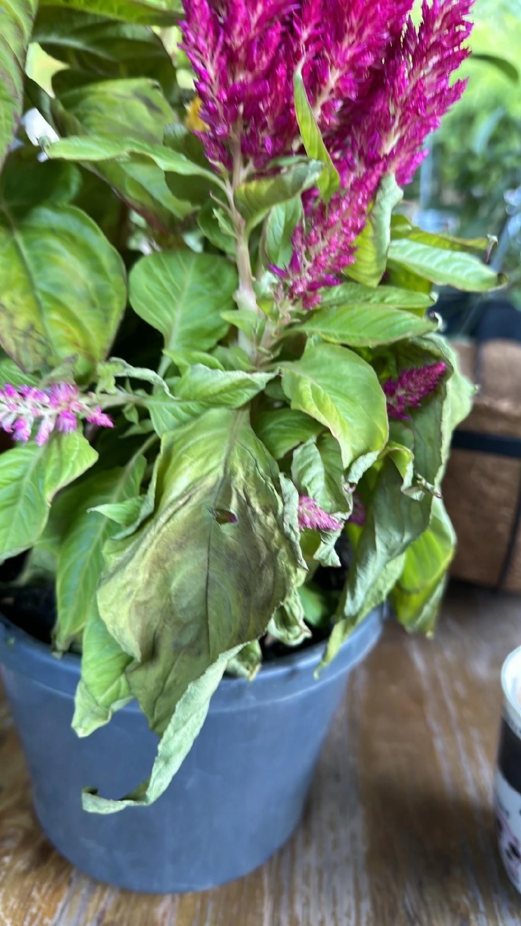 Come trattare la malattia Avvizzimento su Celosia Cresta di Gallo?