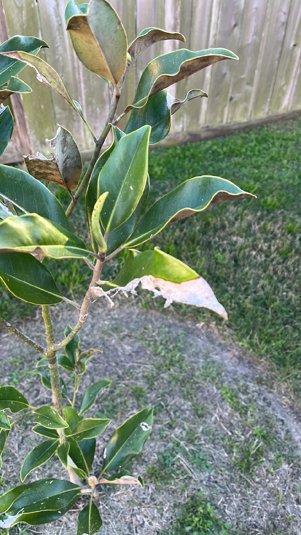 How to Treat Brown blotch Disease on Southern magnolia?