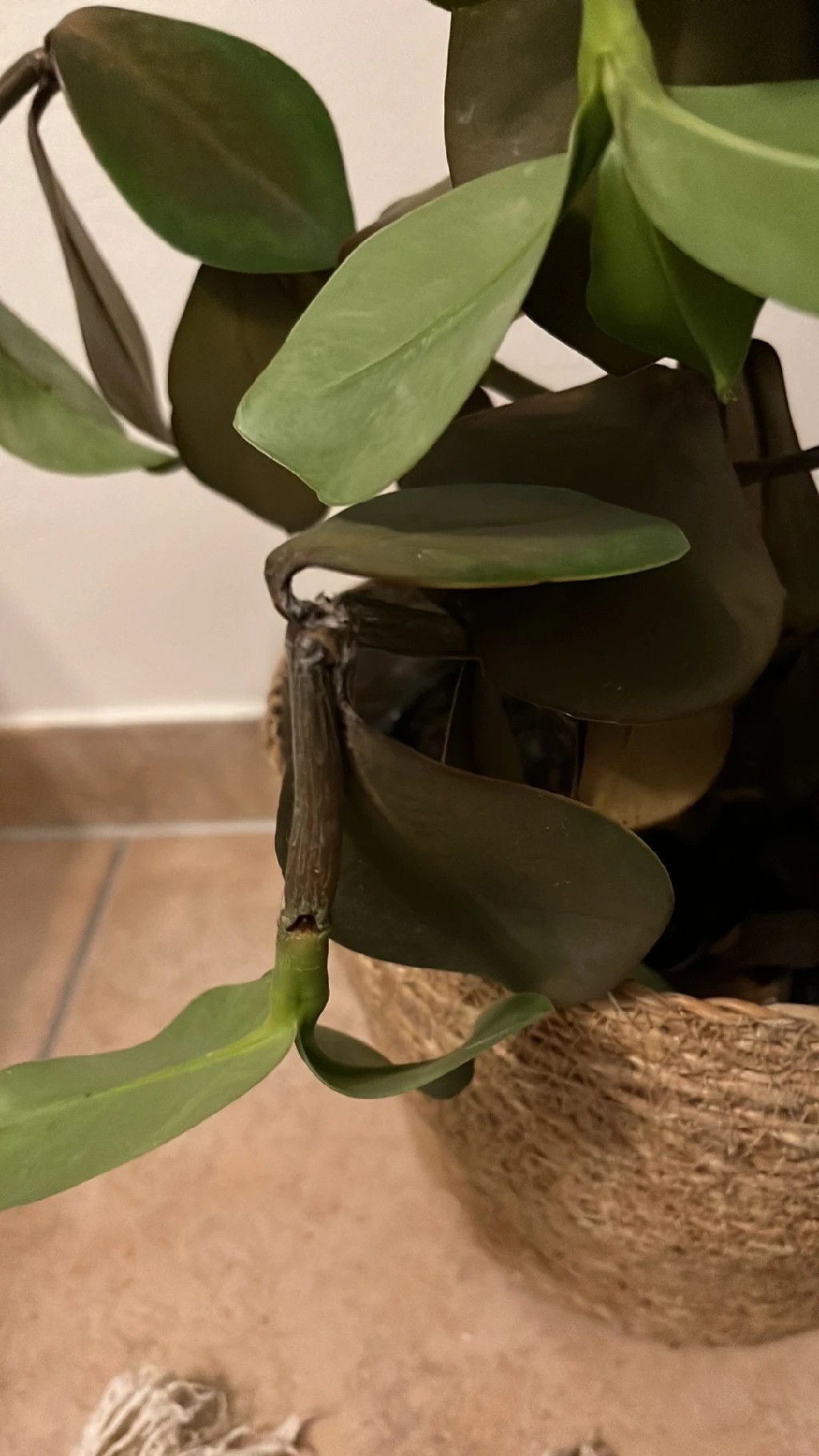 How to Treat Leaf rot Disease on Autograph tree?