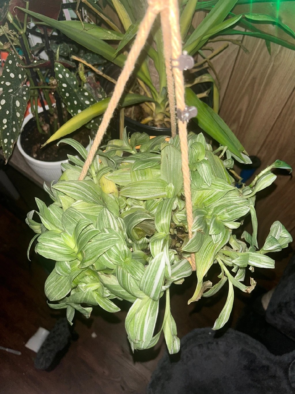 Wie behandelt man die Krankheit Blattfäule bei Dreimasterblume?