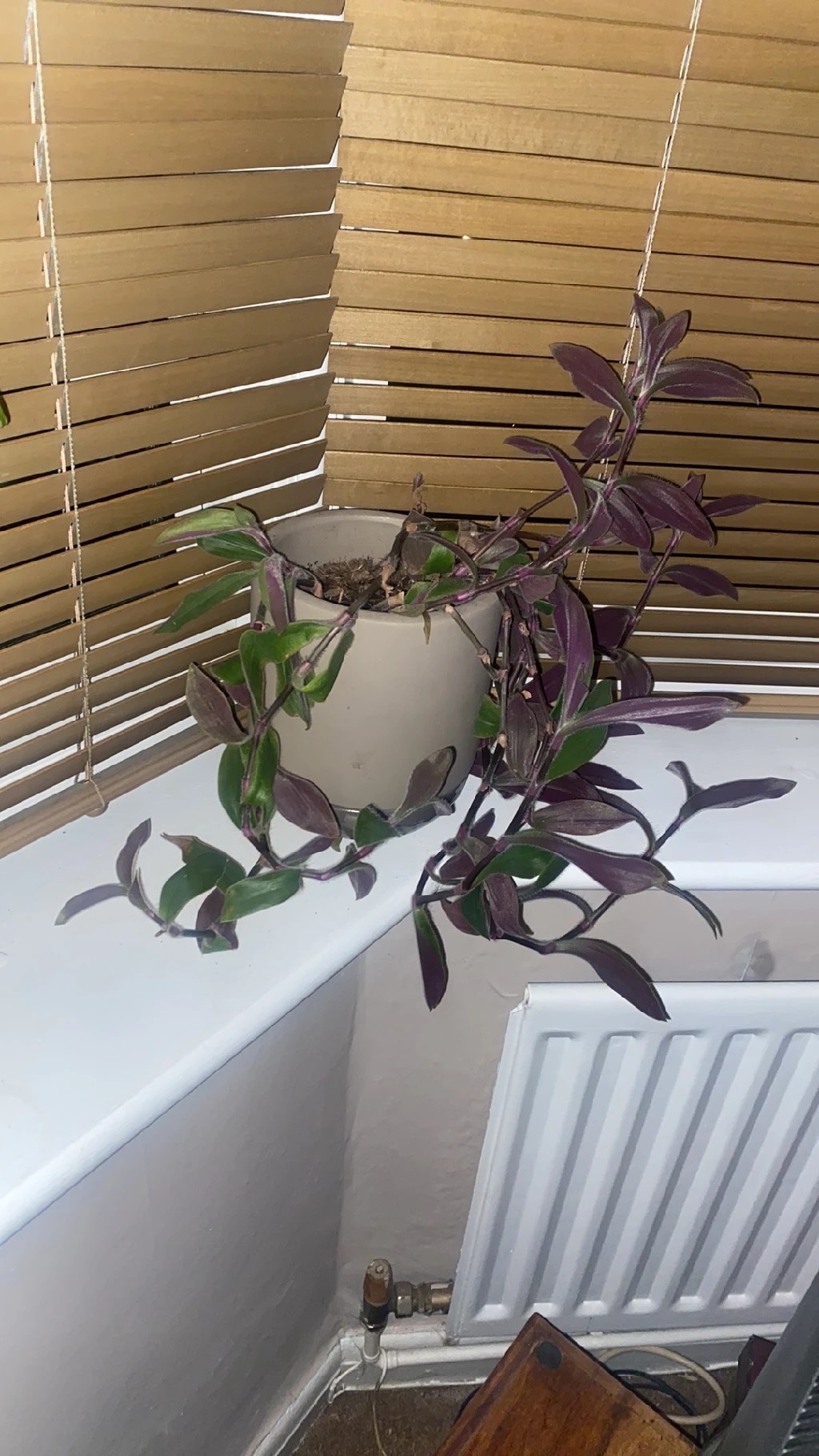 How to Treat Leaf rot Disease on Purple heart?