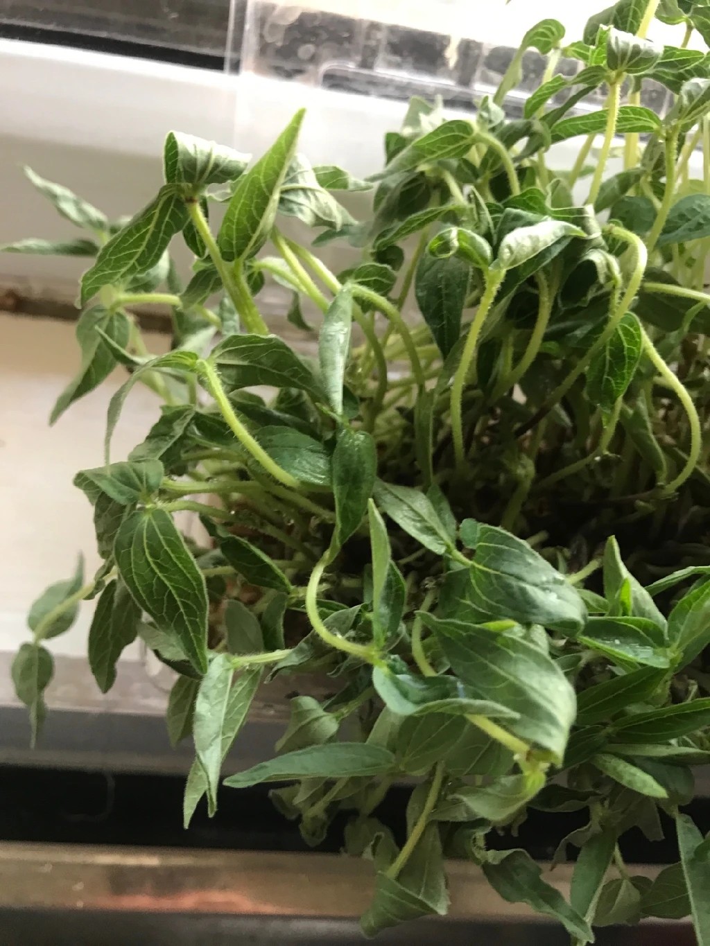 How to Treat Wilting Disease on Common zinnia?