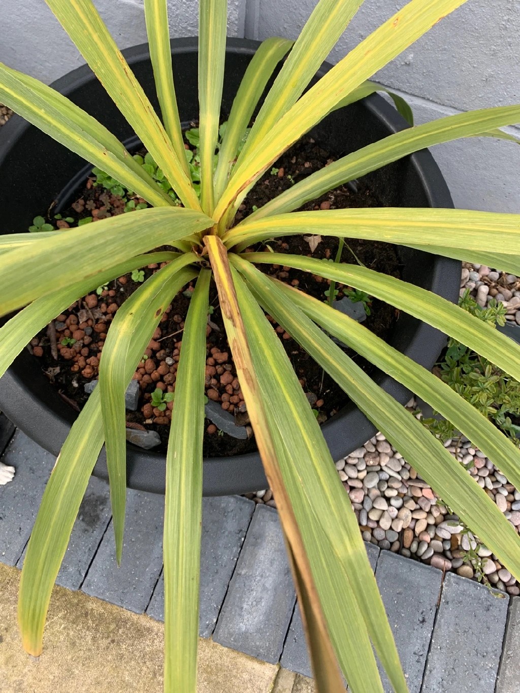 How to Treat Brown blotch yellow edge Disease on Cabbage tree?