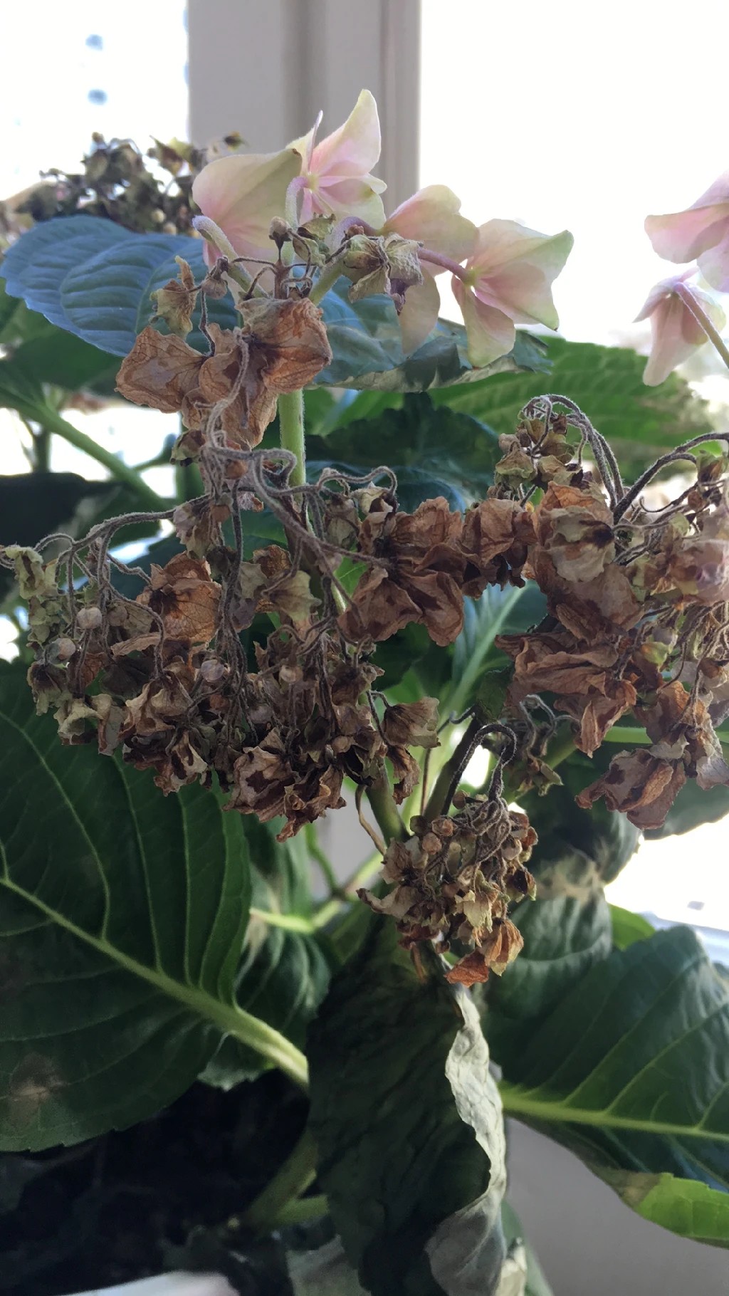 How to Treat Caterpillars Disease on Bigleaf hydrangea?