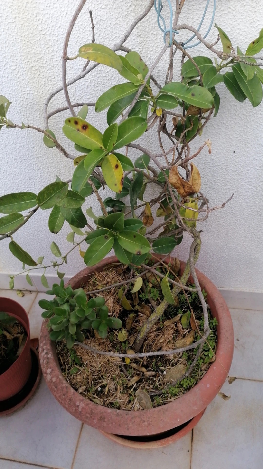 How to Treat Brown blotch Disease on Madagascar jasmine?