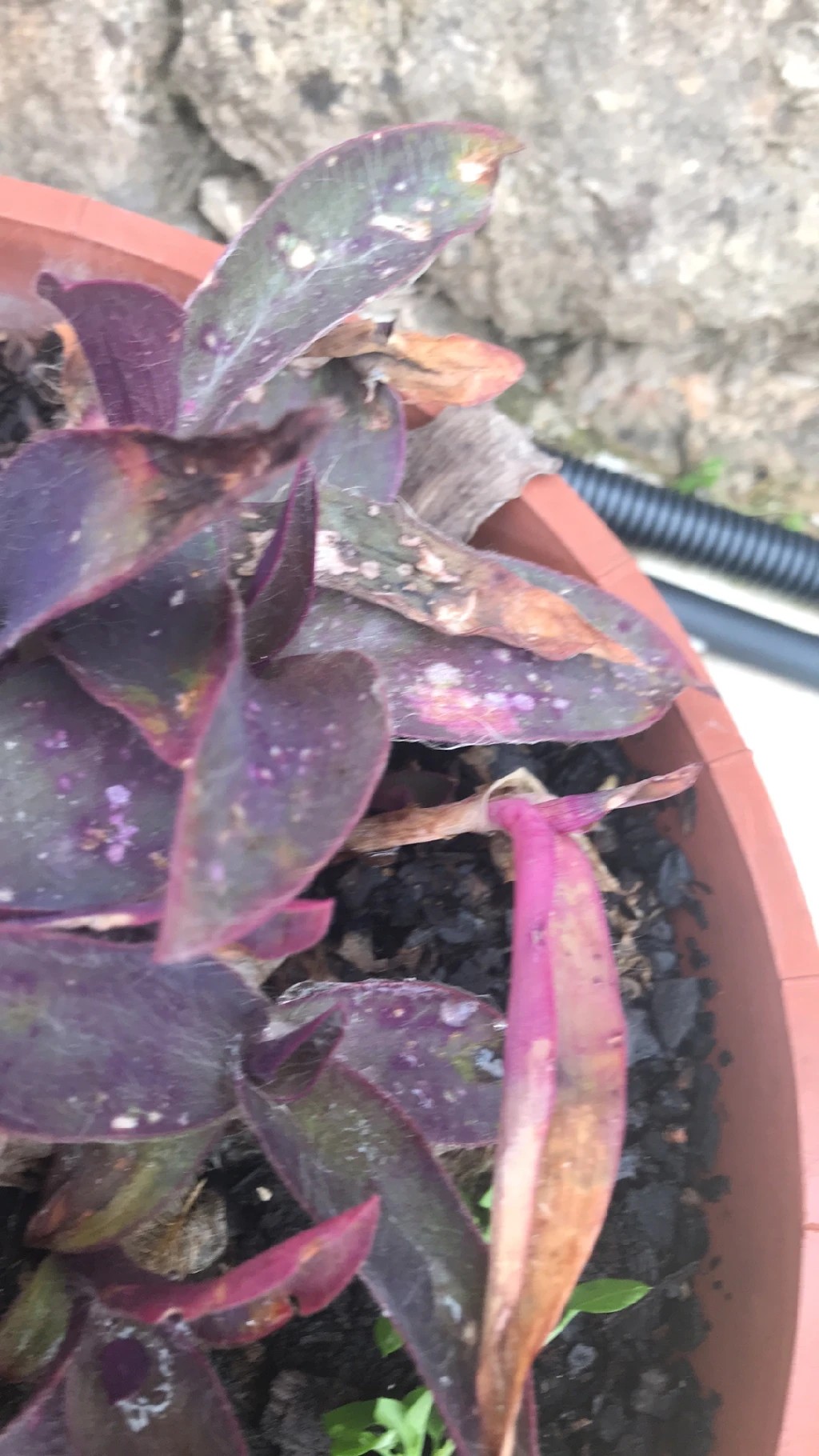 How to Treat Leaf rot Disease on Purple heart?