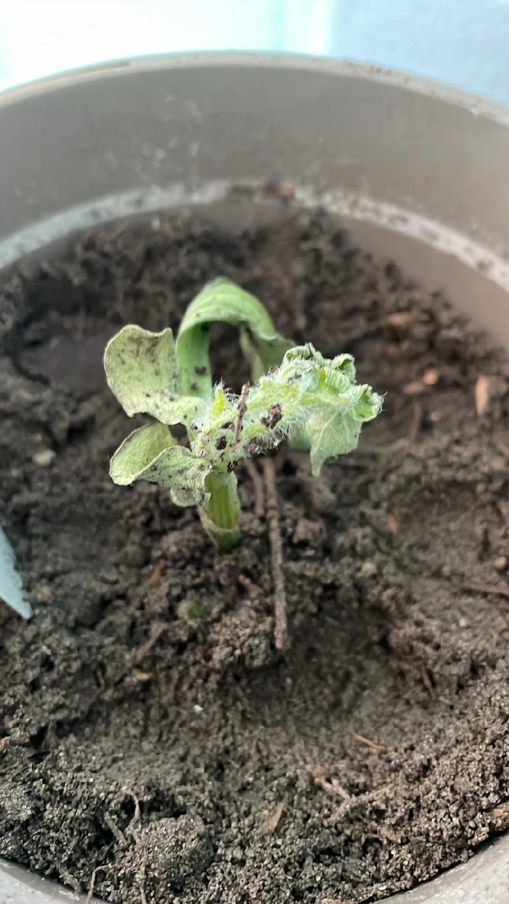 How to Treat Leaf rot Disease on Watermelon?