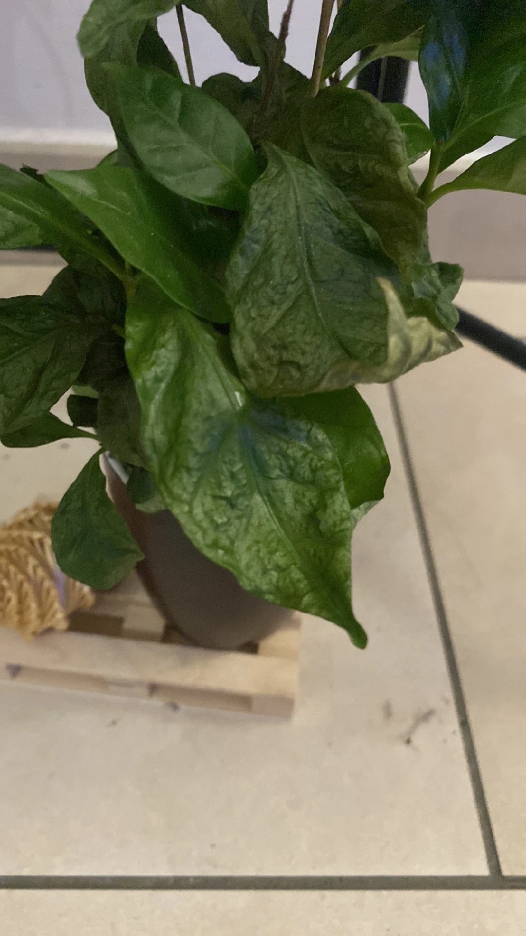 Come trattare la malattia Avvizzimento su Pianta del caffè?