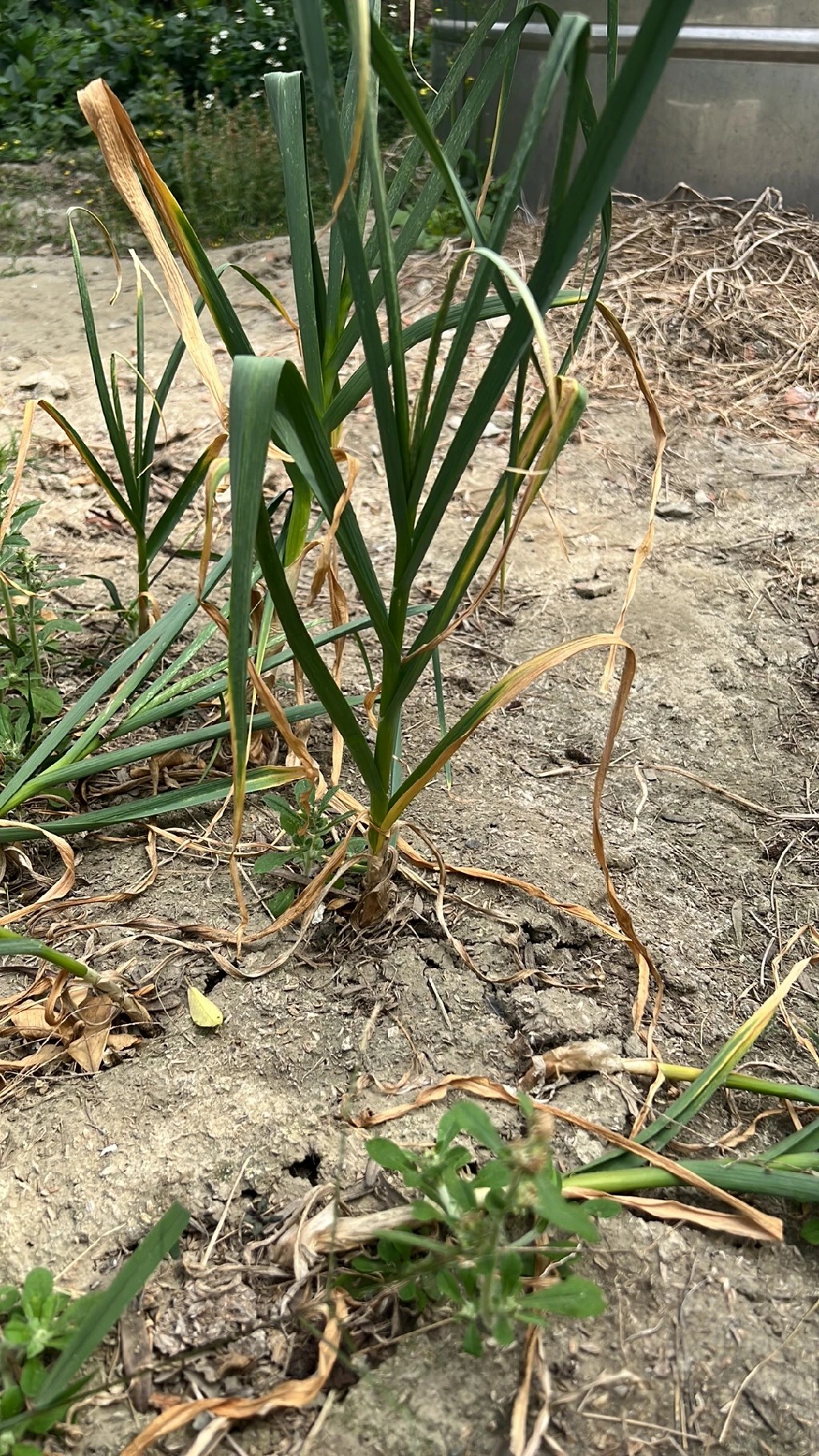How to Treat Leaf blight Disease on Garlic?