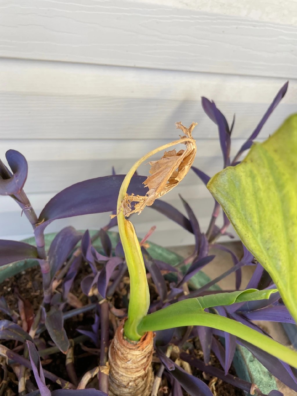 How to Treat Leaf rot Disease on Purple heart?