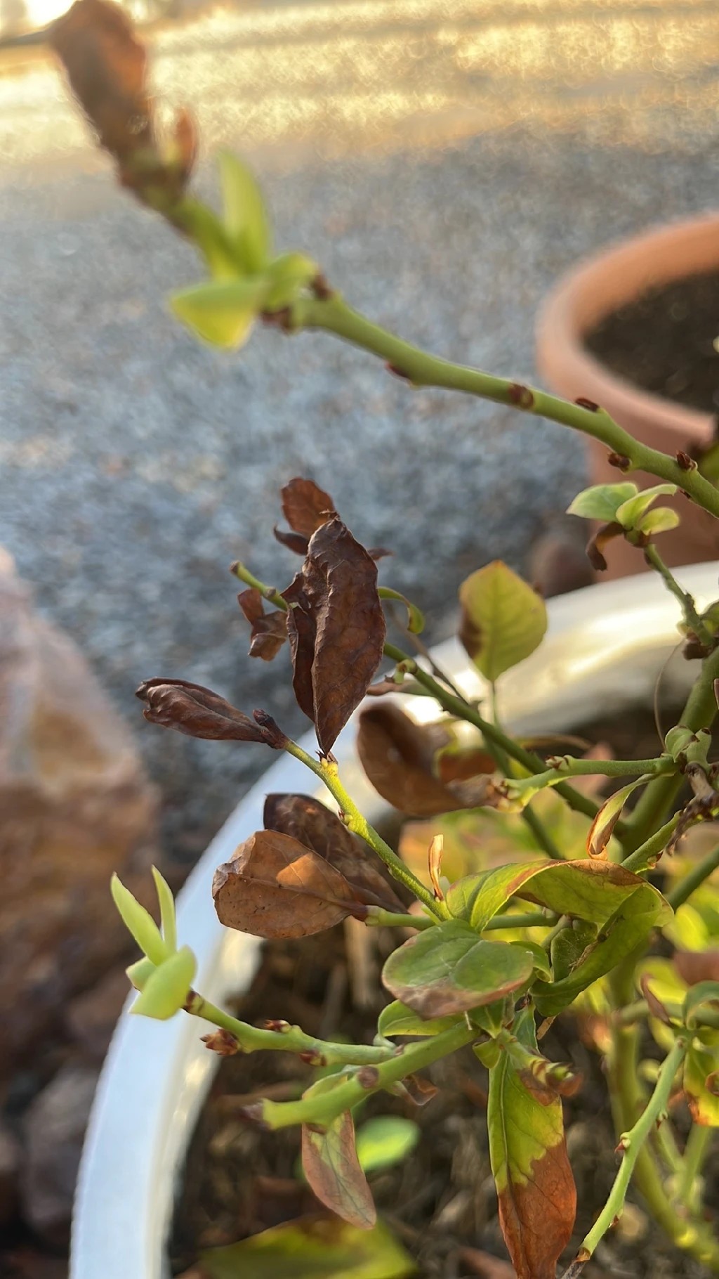 How to Treat Leaf blight Disease on Highbush blueberry?