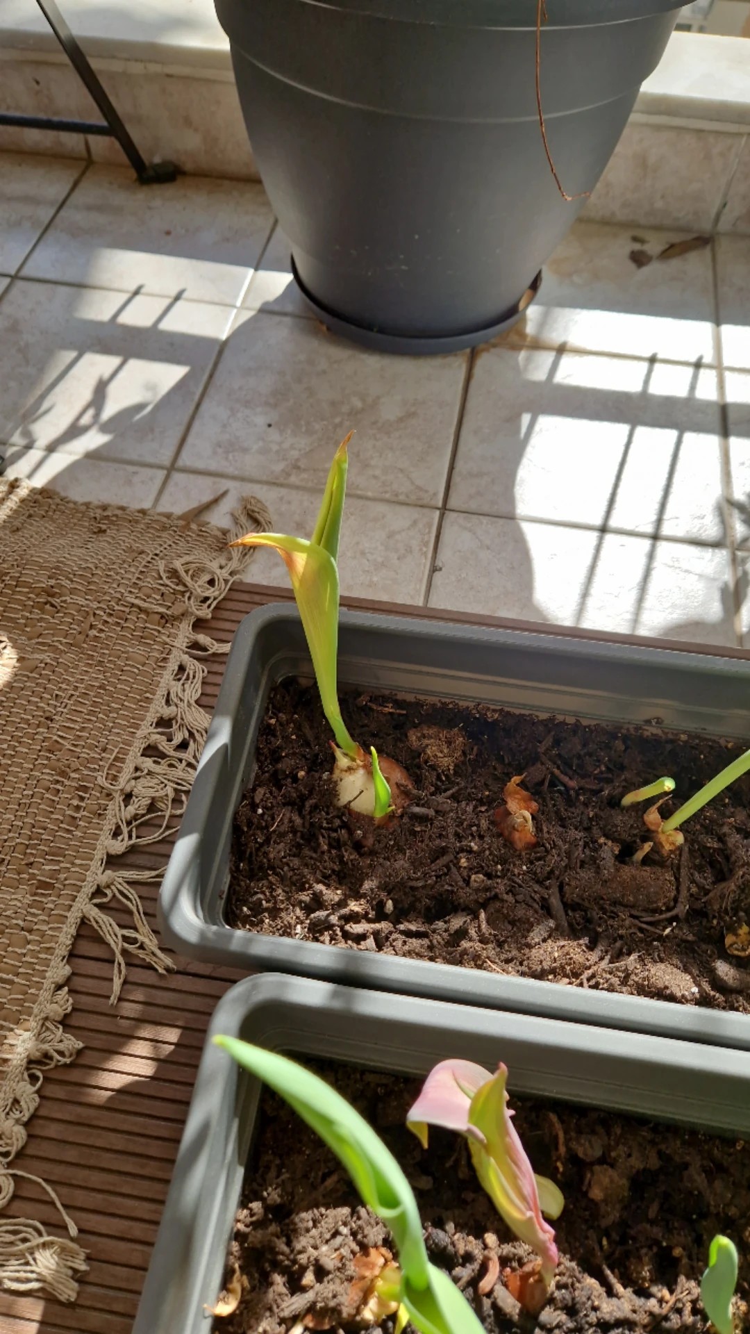 How to Treat Brown blotch Disease on Garden tulip?