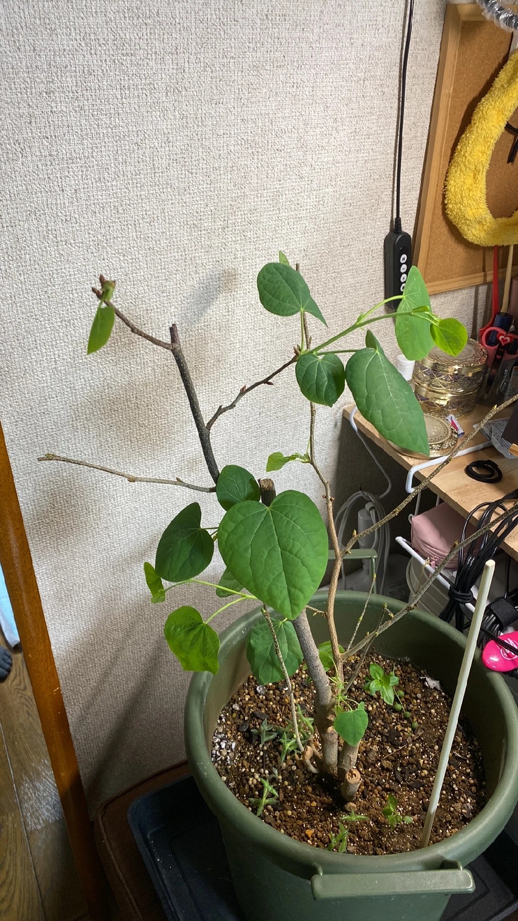 How to Treat Wilting Disease on Eastern redbud?