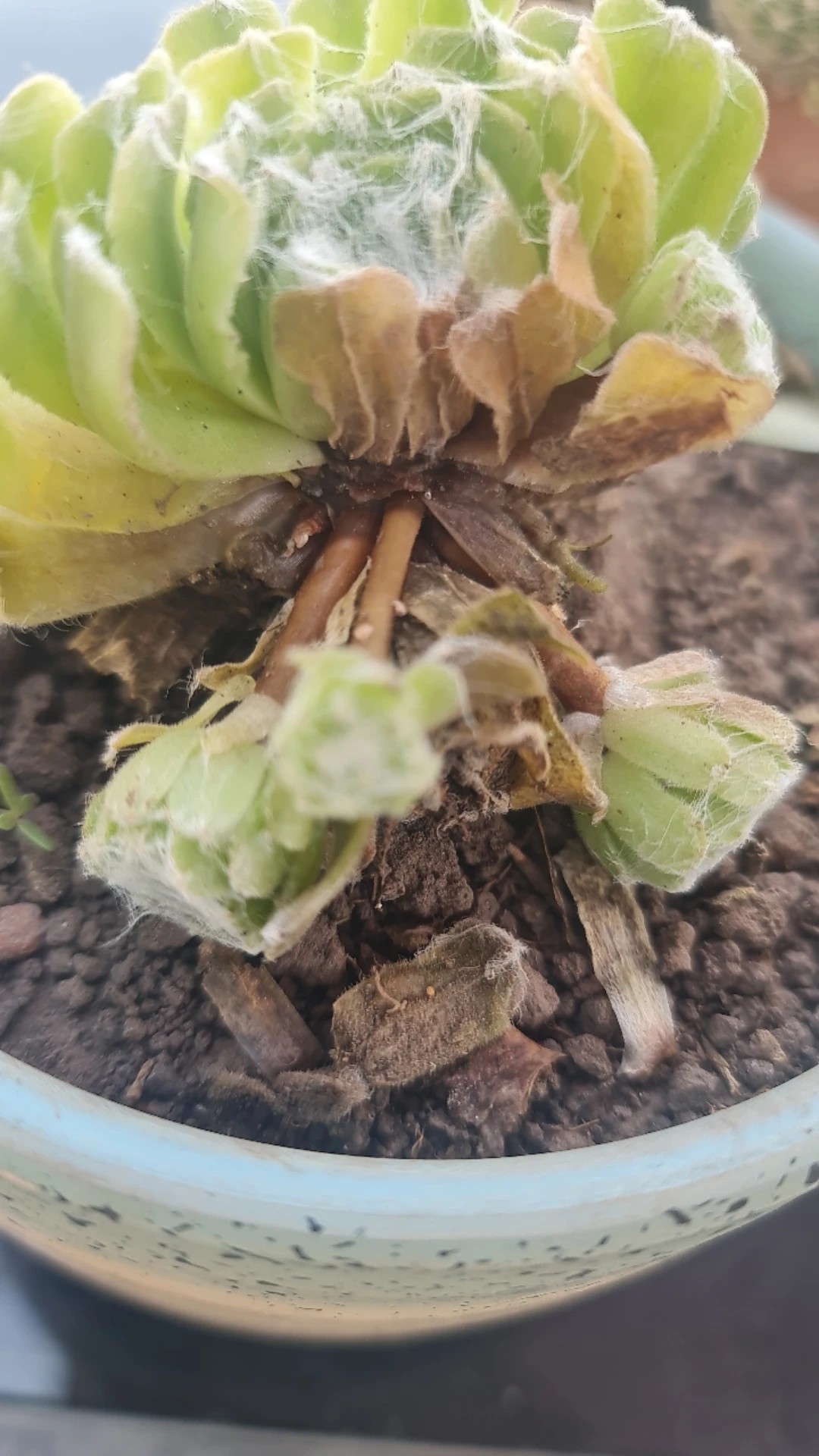 How to Treat Soft Rot Disease on Cobweb hens and chicks?