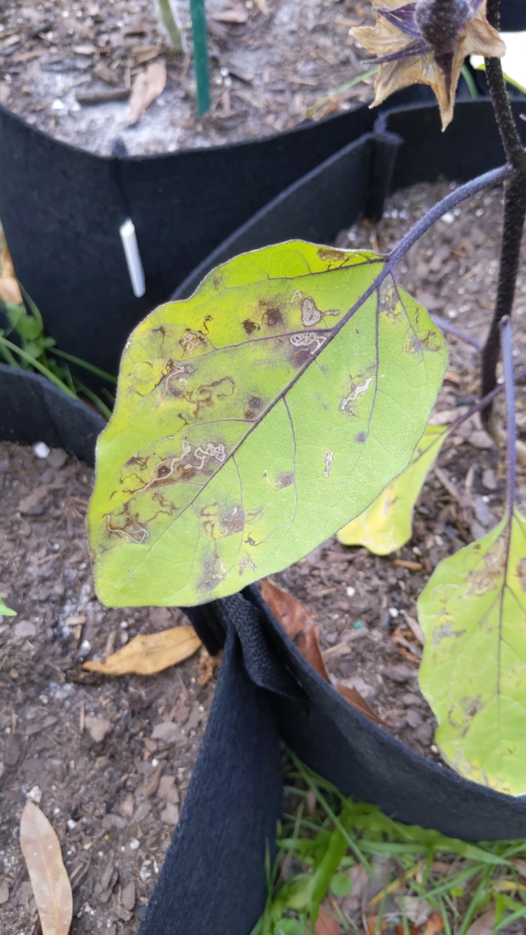 How to Treat Leaf miners Disease on Eggplant?