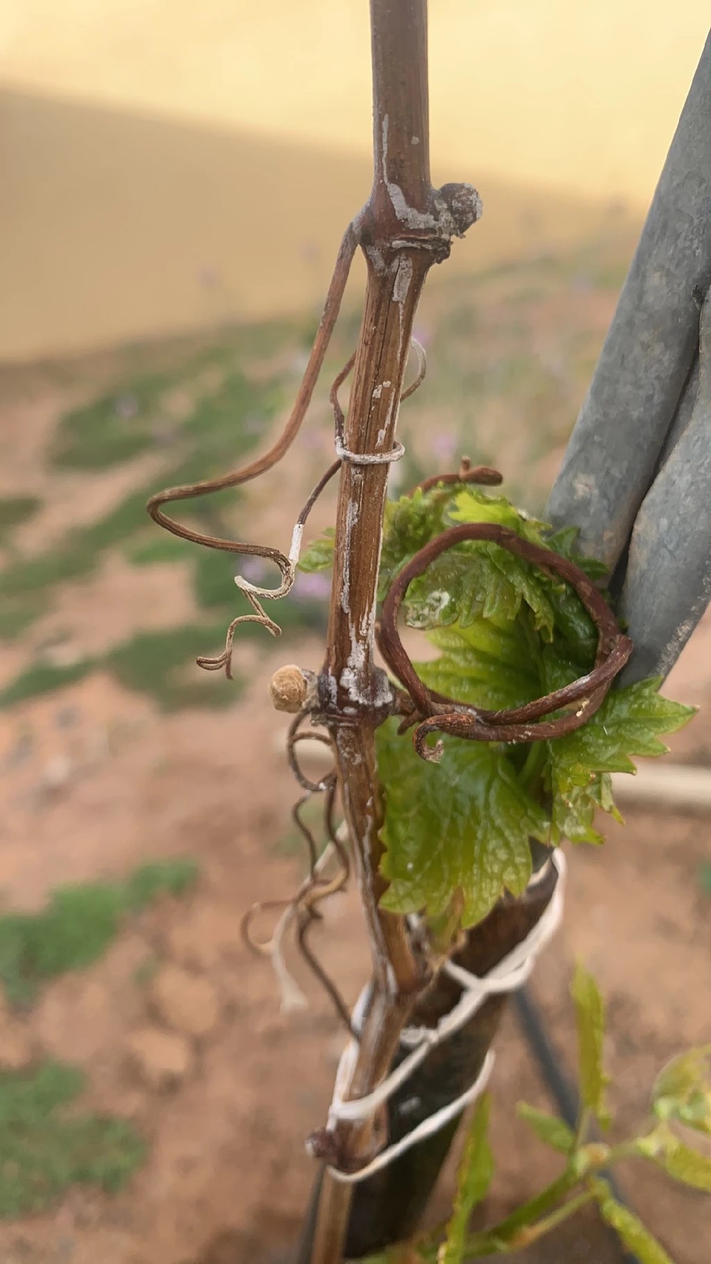 How to Treat Wilting Disease on Wine grape?