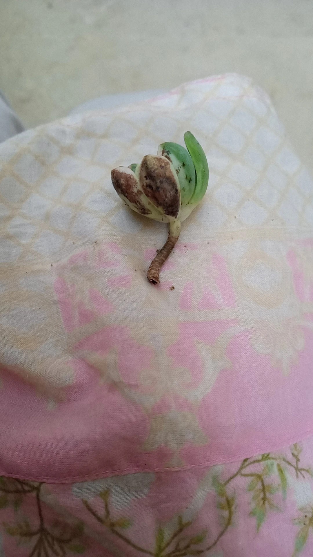 How to Treat Leaf rot Disease on Autograph tree?