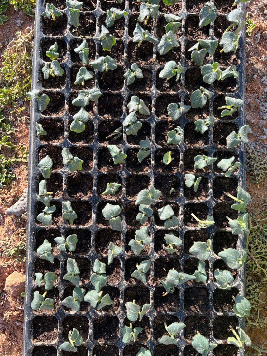 How to Treat Wilting Disease on Okra?