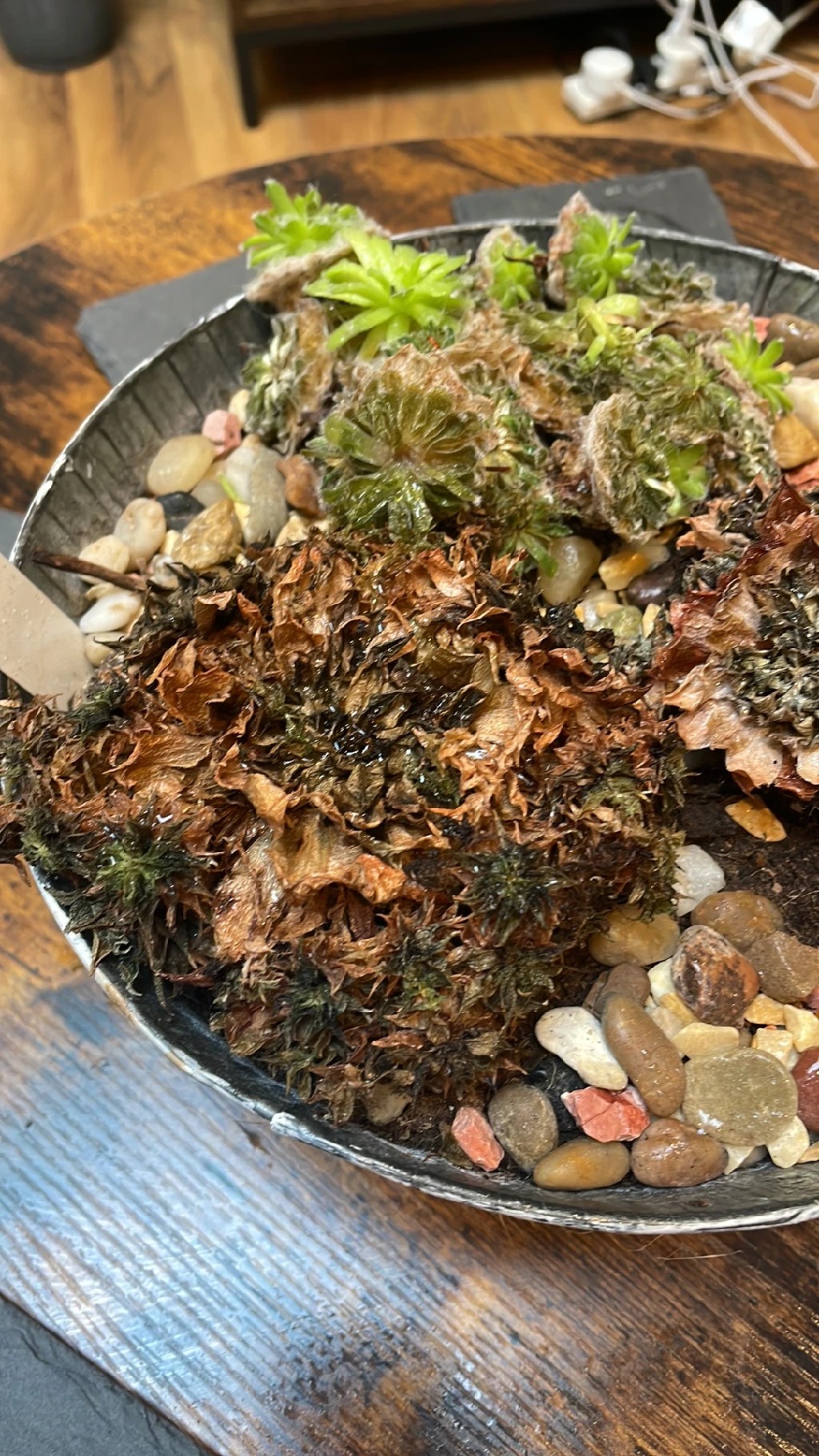How to Treat Soft Rot Disease on Cobweb hens and chicks?