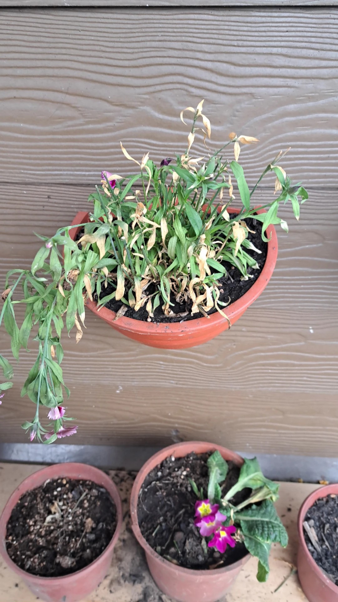 How to Treat Leaf rot Disease on Chinese pink?