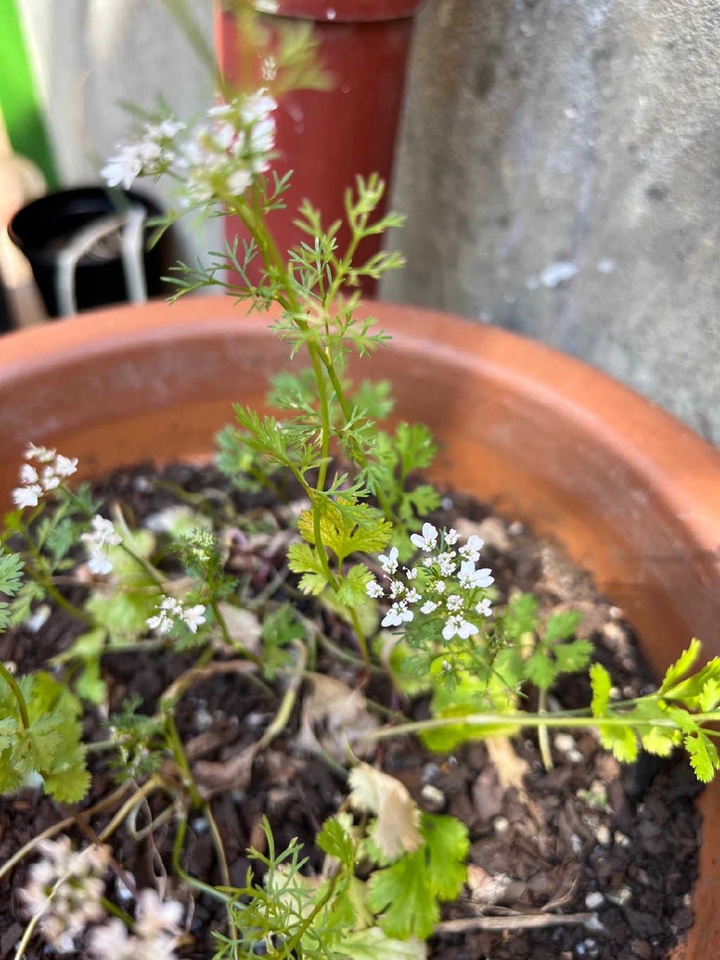How to Treat Brown blotch Disease on Coriander?