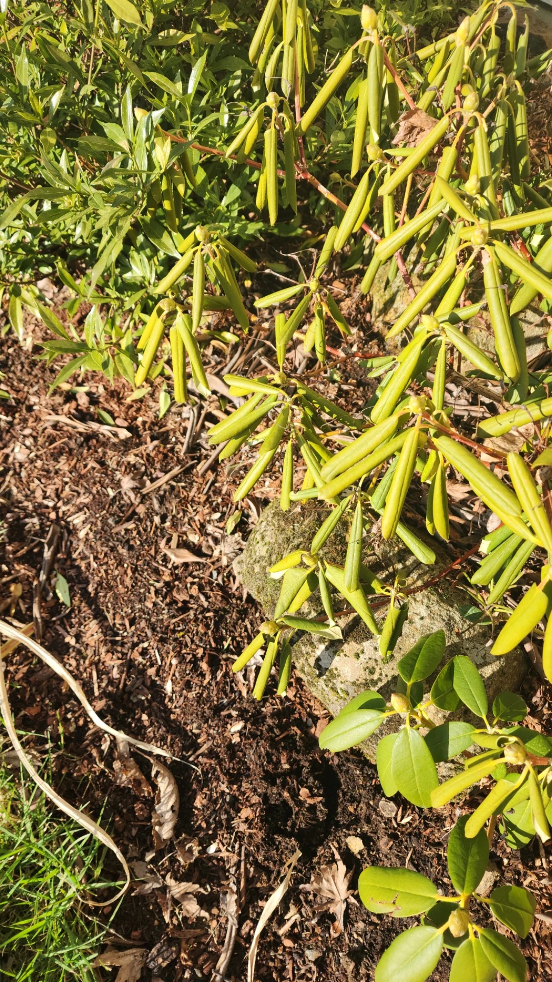 How to Treat Wilting Disease on Catawba rosebay?