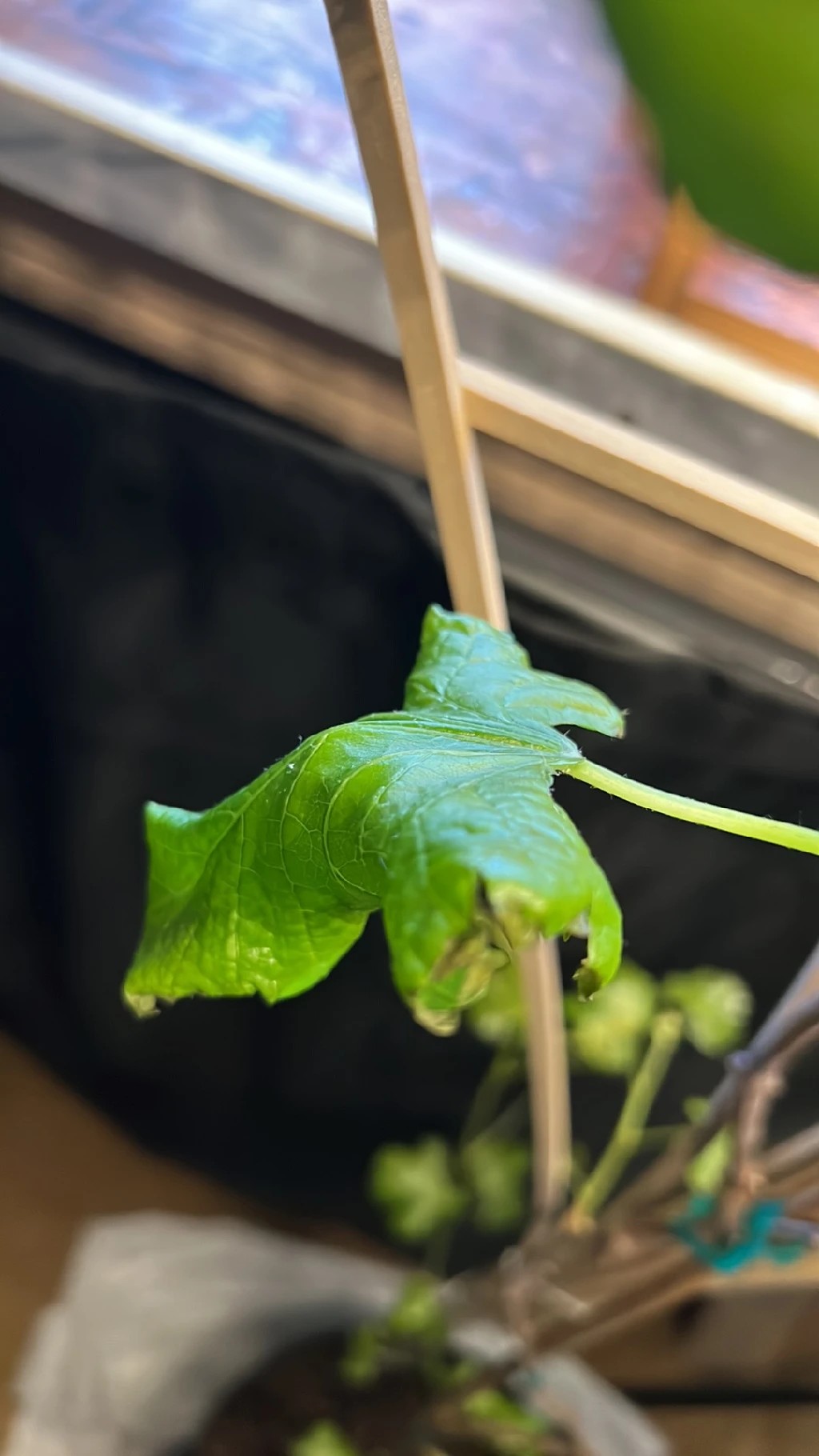 How to Treat Wilting Disease on Wine grape?