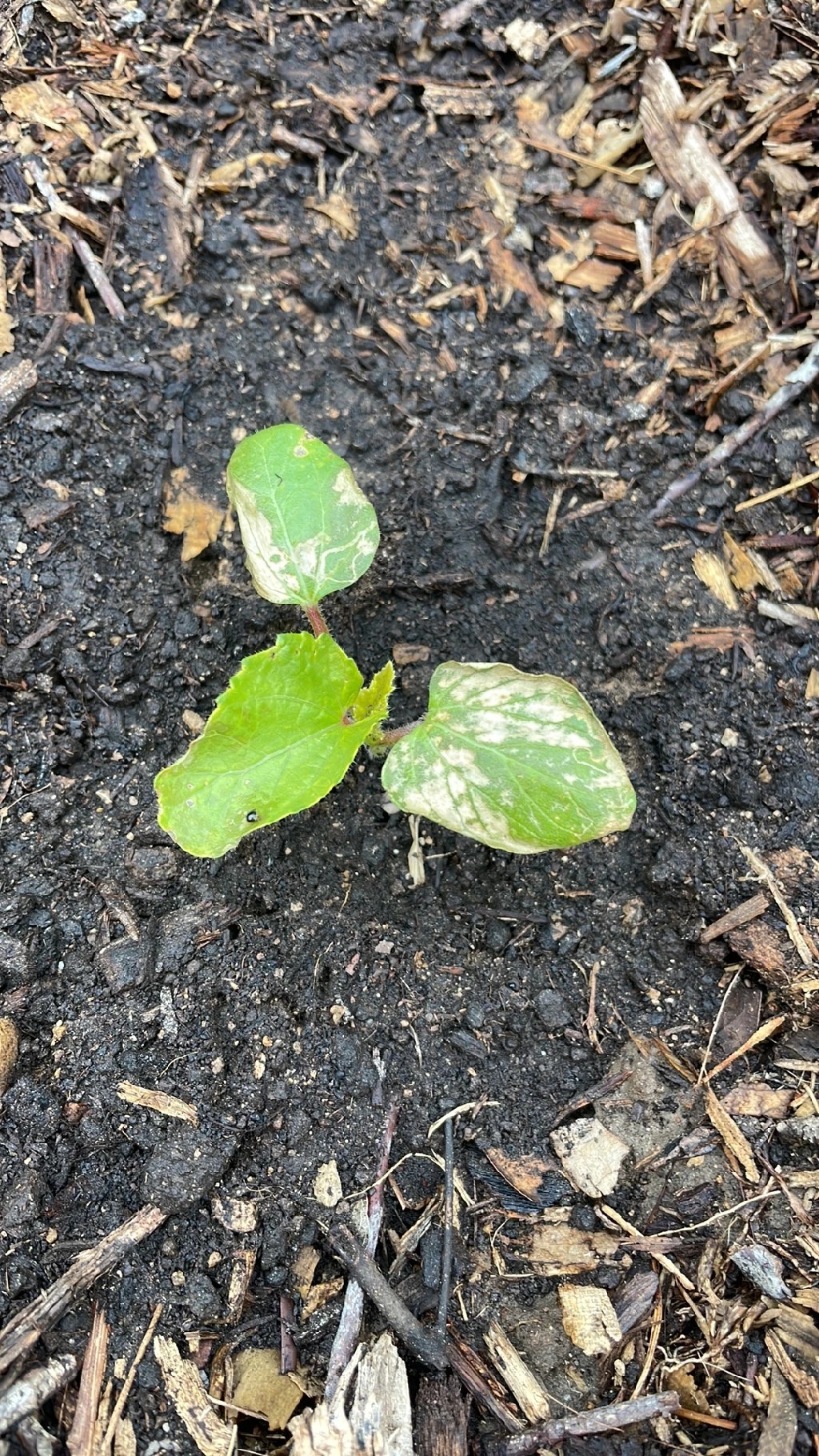How to Treat Leaf rot Disease on Okra?