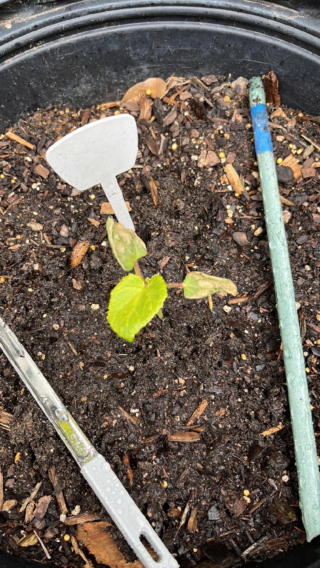 How to Treat Leaf rot Disease on Okra?