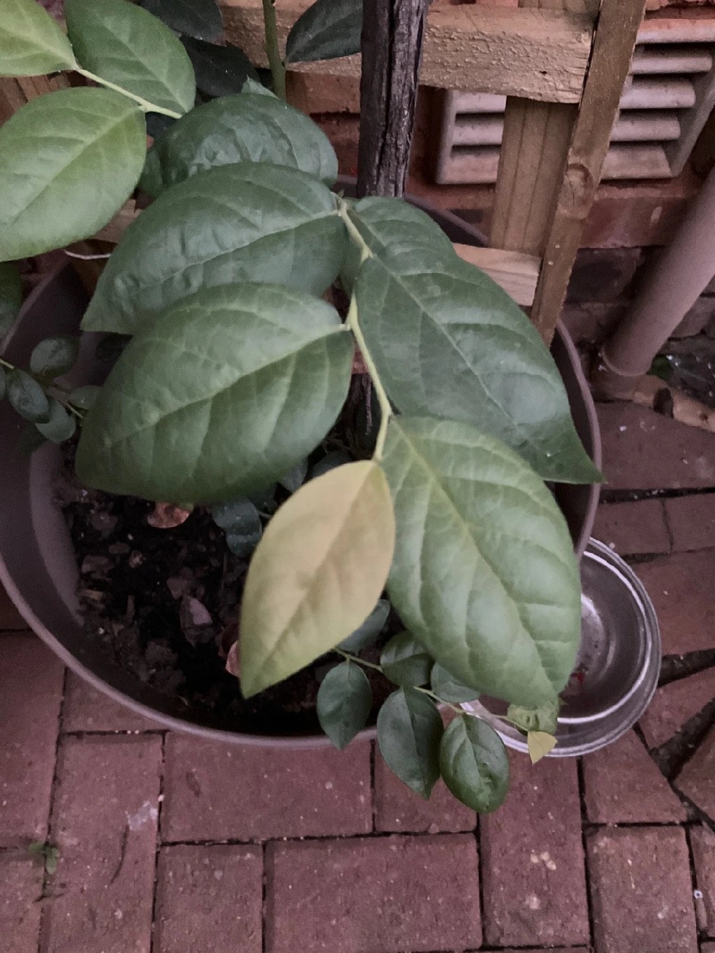 How to Treat Leaf blight Disease on Highbush blueberry?