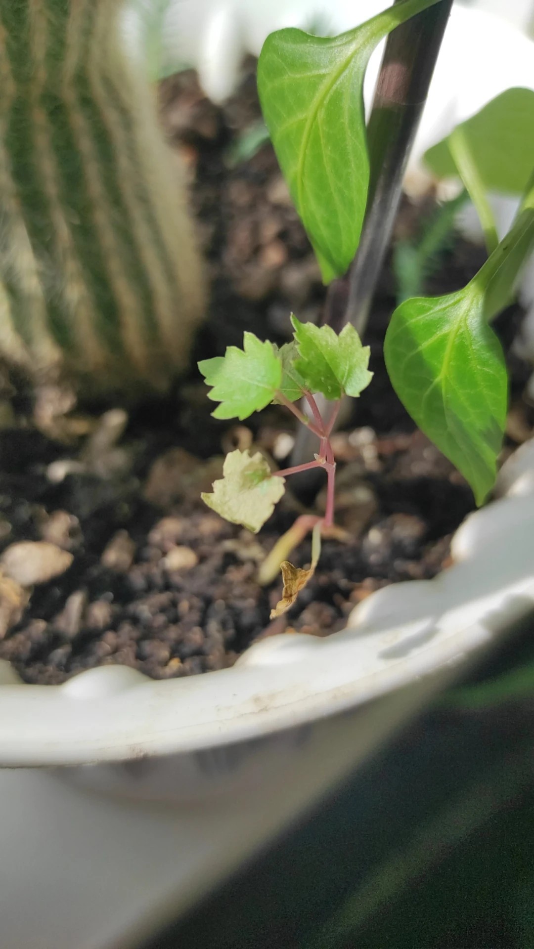 How to Treat Wilting Disease on Wine grape?