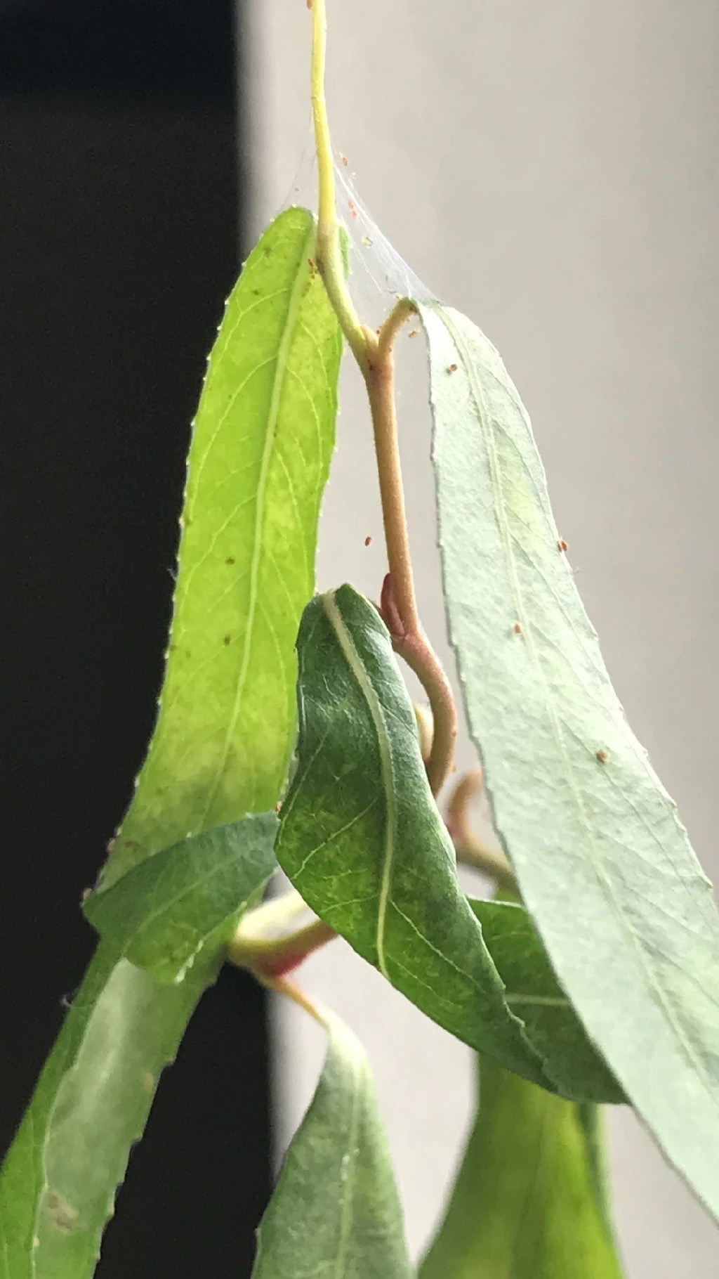 How to Treat Wilting Disease on Weeping willow?