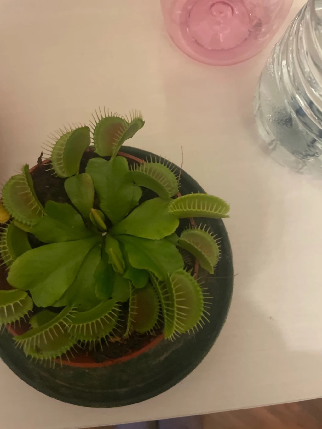 How to Treat Leaf blight Disease on Venus flytrap?