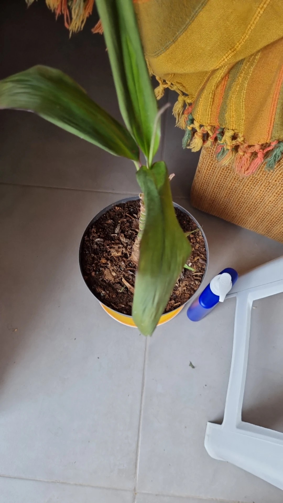 How to Treat Wilting Disease on Ti plant?