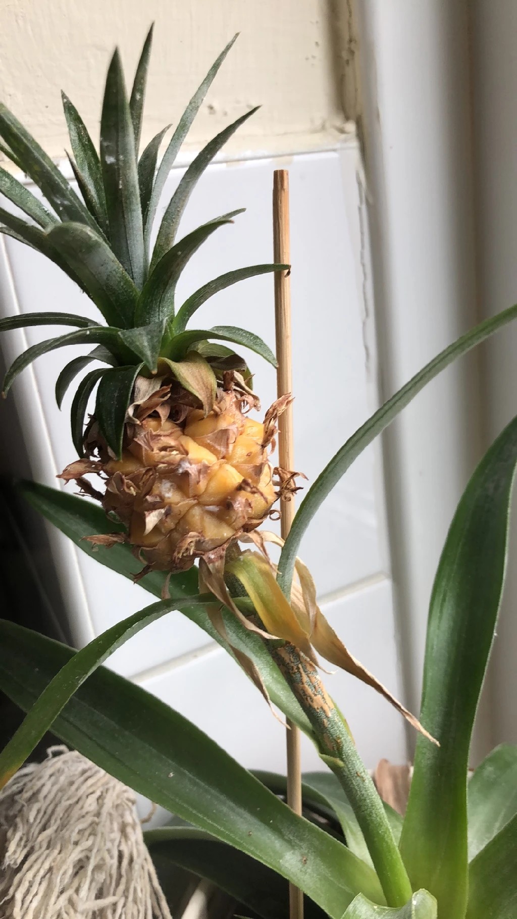 How to Treat Soft Rot Disease on Pineapple?