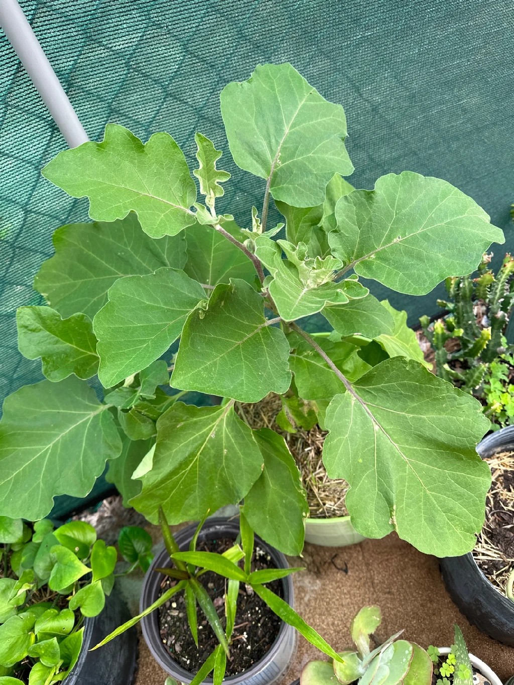 How to Treat Leaf miners Disease on Eggplant?