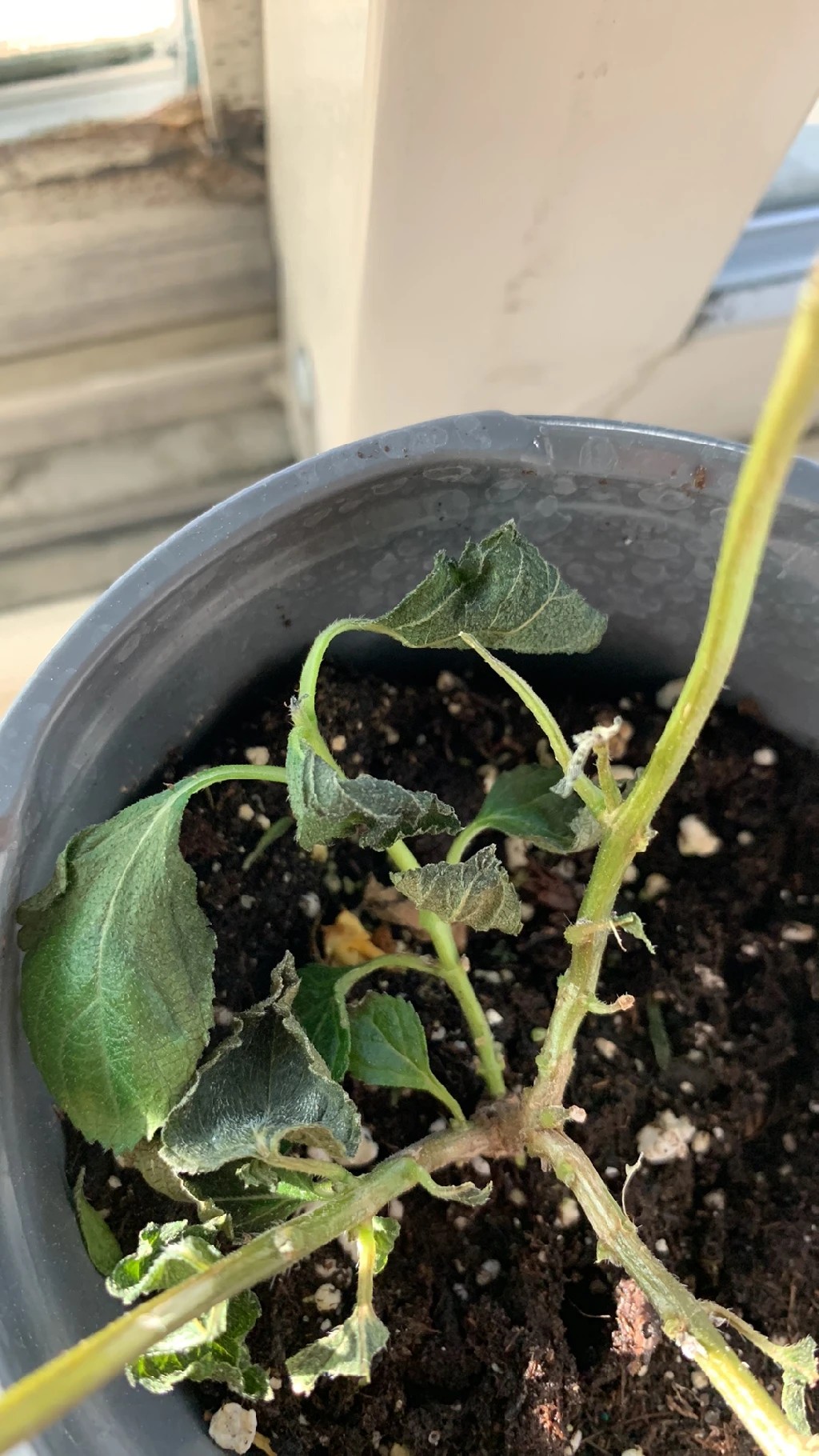 How to Treat Wilting Disease on Common lantana?