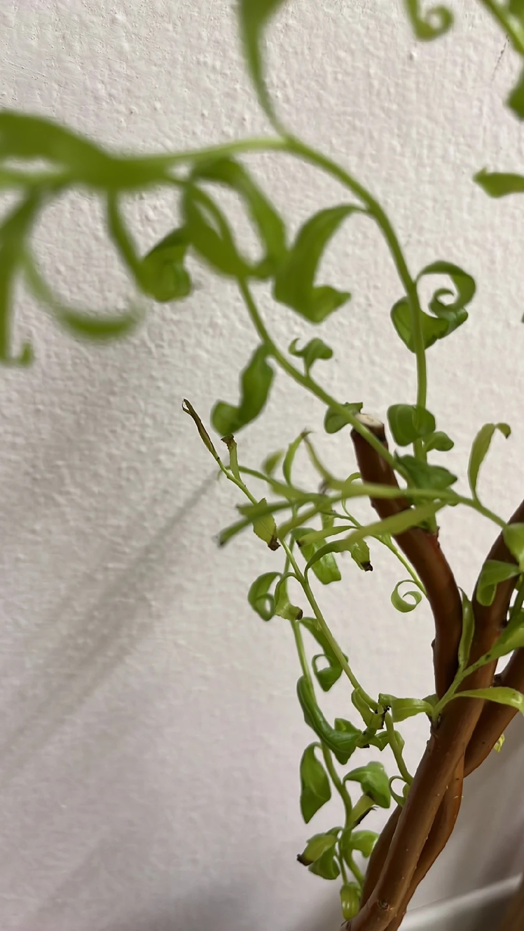 How to Treat Wilting Disease on Weeping willow?