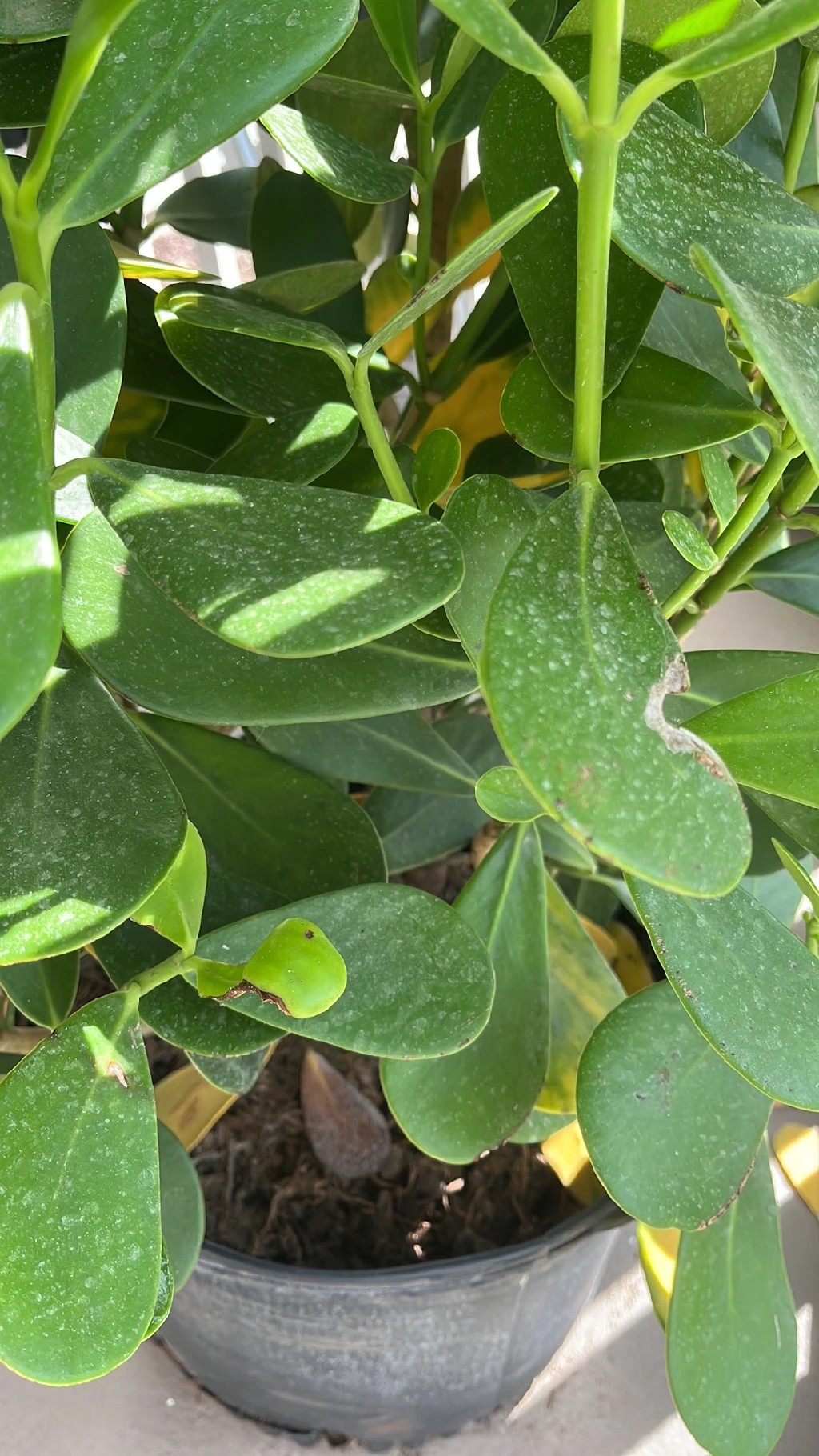 How to Treat Leaf rot Disease on Autograph tree?