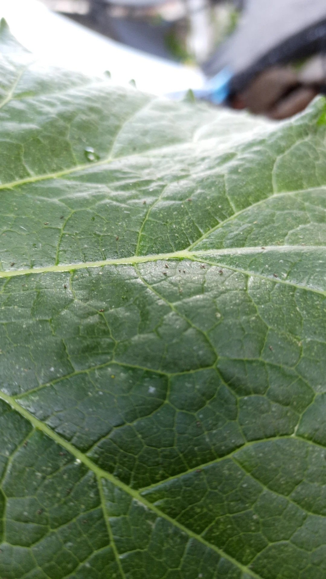 How to Treat Powdery mildew Disease on Butternut squash?