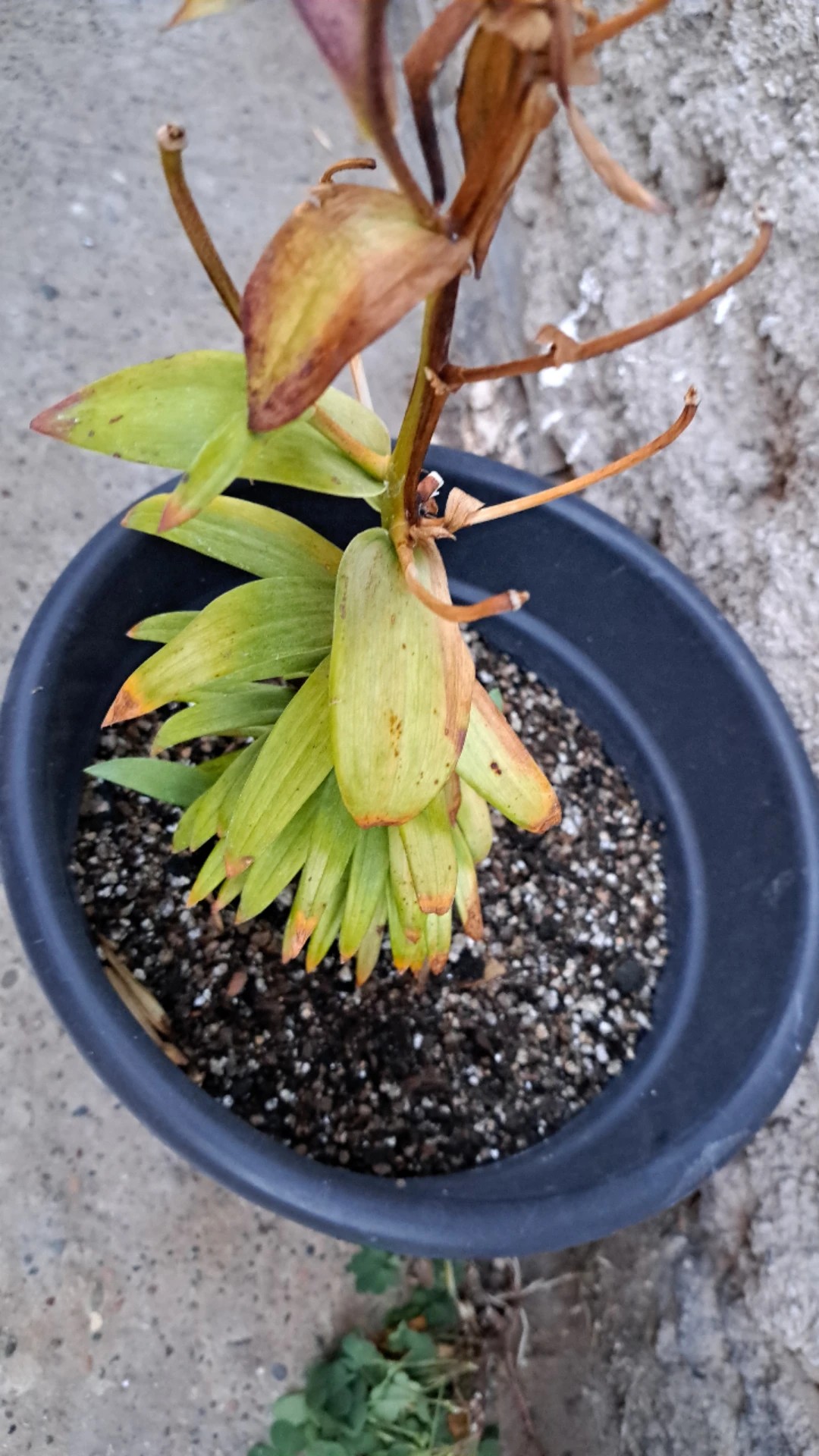 How to Treat Leaf blight Disease on Easter lily?