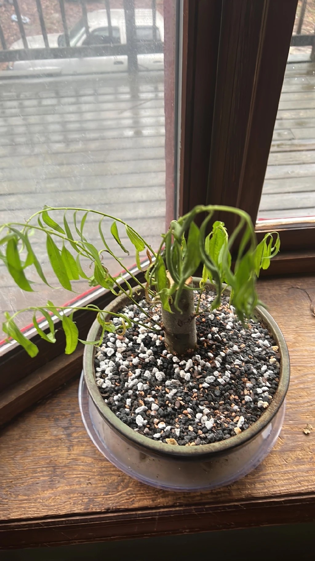 How to Treat Wilting Disease on Weeping willow?